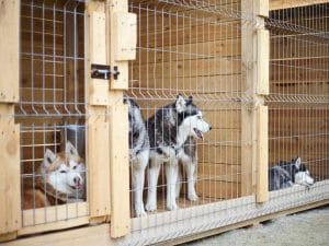 Kennel Assistant Job Description for Resume in 2026 with Best Examples ...